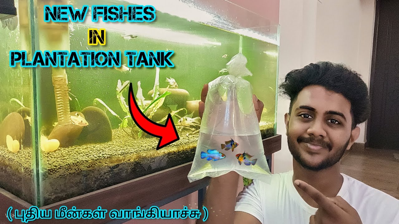 🐠 NEW FISHES TO PLANTATION TANK 🐠| RAMEREZI FISH IN PLANTATION TANK ...