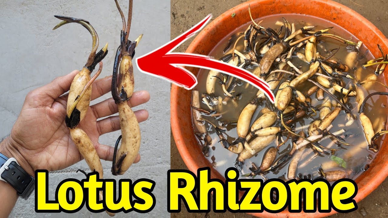 How to get Lotus rhizome | How to grow lotus - YouTube