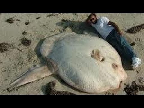 EL PEZ OSEO MAS GRANDE Y TONTO DEL MUNDO. El pez luna - YouTube