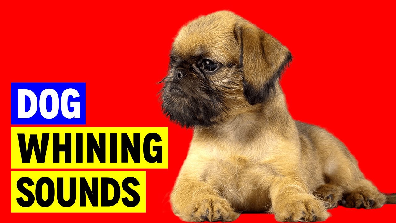 Dog Crying and Whining Sound | Cute Puppy Whining - YouTube