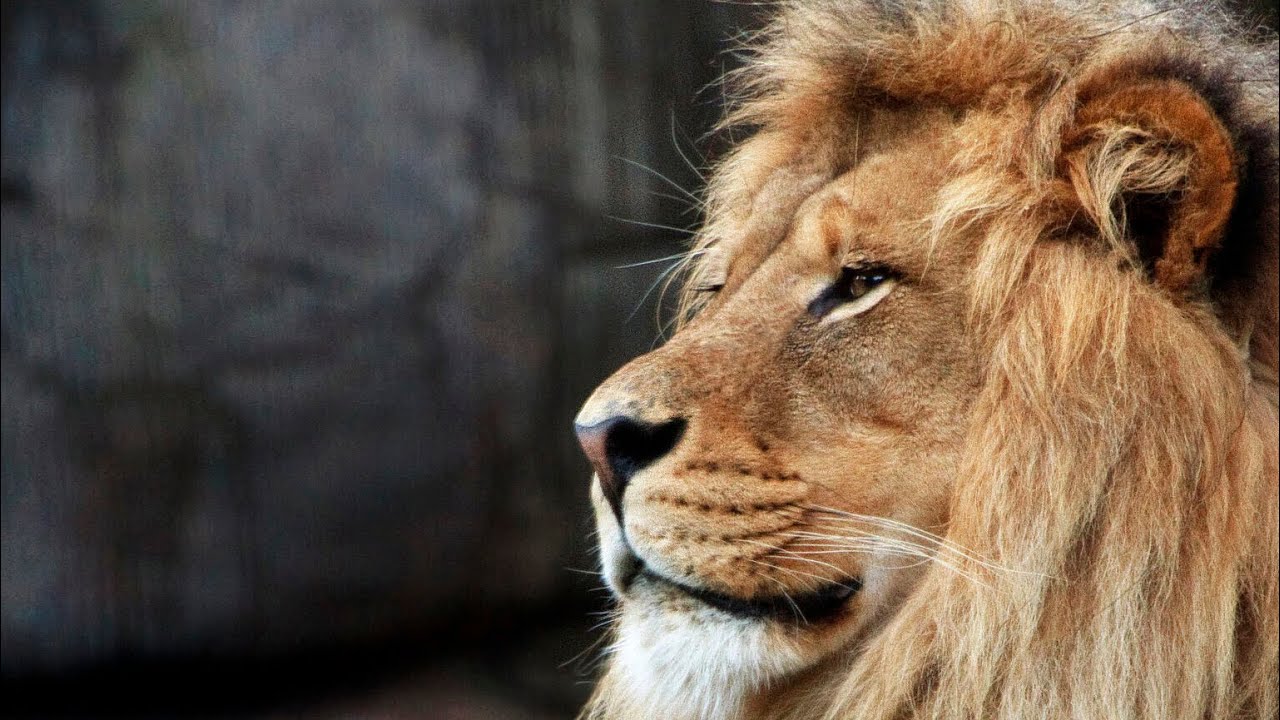 St. Louis zoo- the lions are awake - YouTube