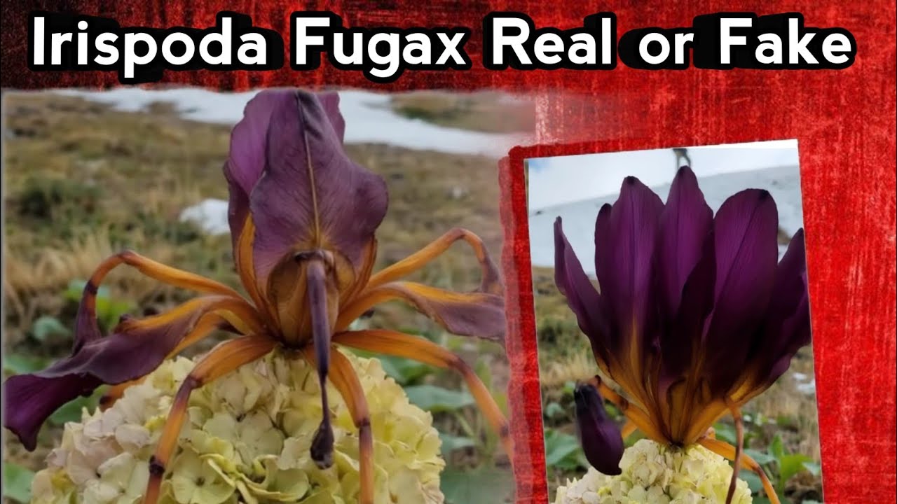 Irispoda Fugax | Real or Fake | Irispoda Fugax is Real? | Irispoda Fugax Reality | Video Check ...