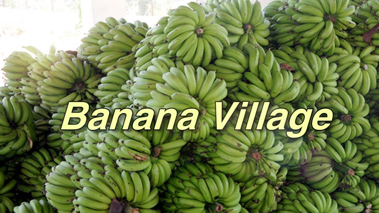 Insane bananas! - Ntharene (Meru), Kenya - YouTube