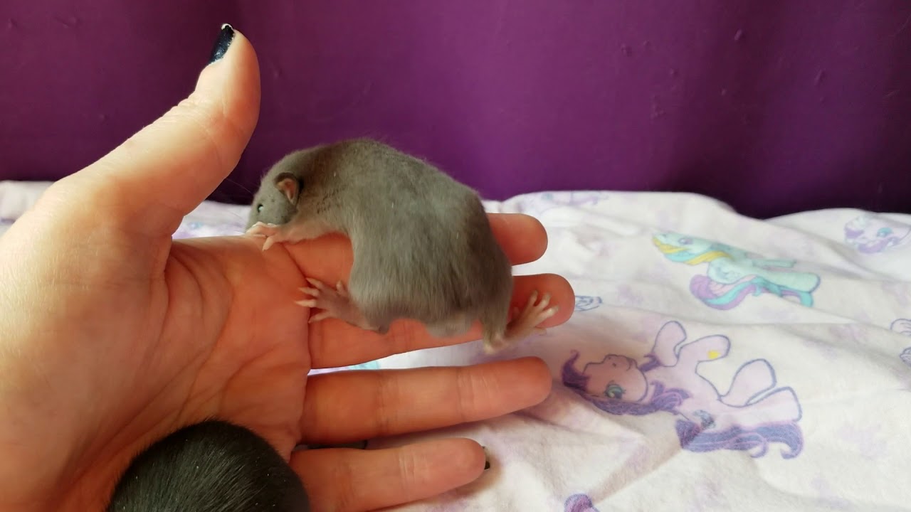 Manx Rat Babies - YouTube