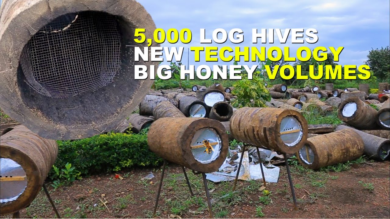 5,000 Unique Log Beehives Found In Northern Uganda | Big Production ...