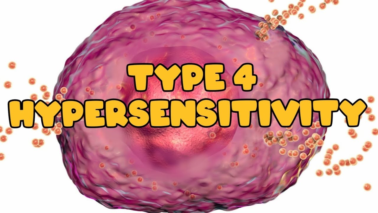 Type IV Hypersensitivity Reaction - YouTube