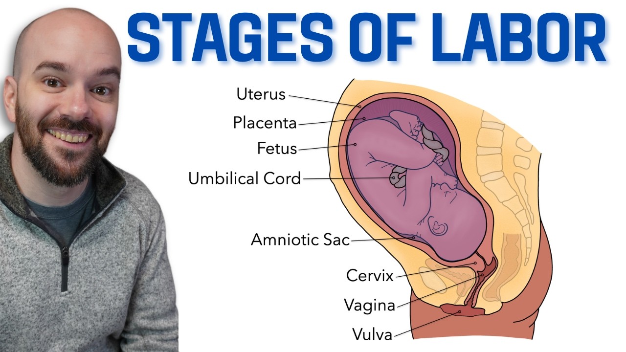 Stages of Labor (Dilation, Expulsion, Placental) - YouTube