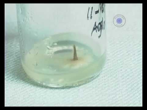 Inkubasi Kultur Jaringan - YouTube