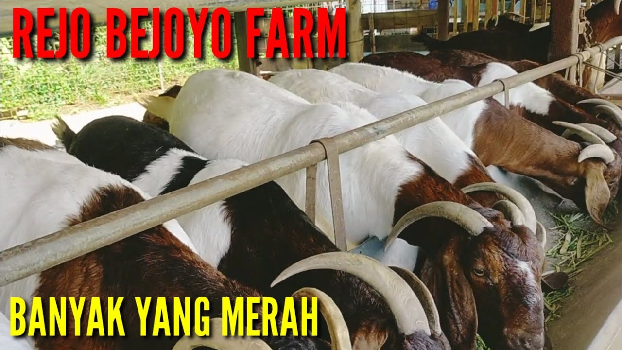 Rejo bejoyo farm - YouTube