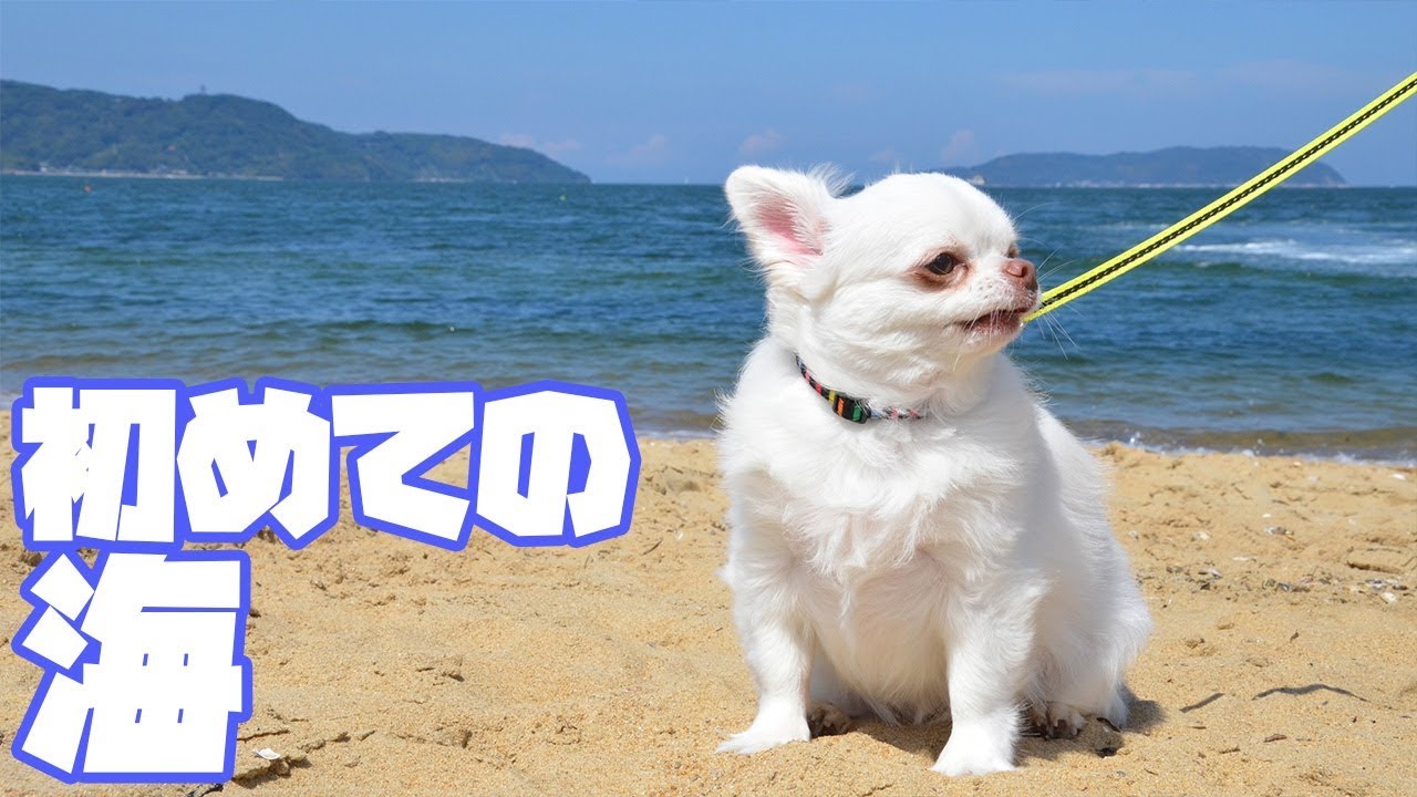 犬と海！コハクのまったり海散歩動画｜The holiday of the dog! Relaxed sea walk animation of ...
