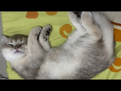4 month old kitten cat twitching and dreaming while face up side ...