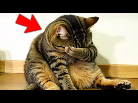 Kedi Sahibinin Ölümünden Sonra Ağlıyordu – Veteriner Tasmasını Okuyunca Şoka Girdi!