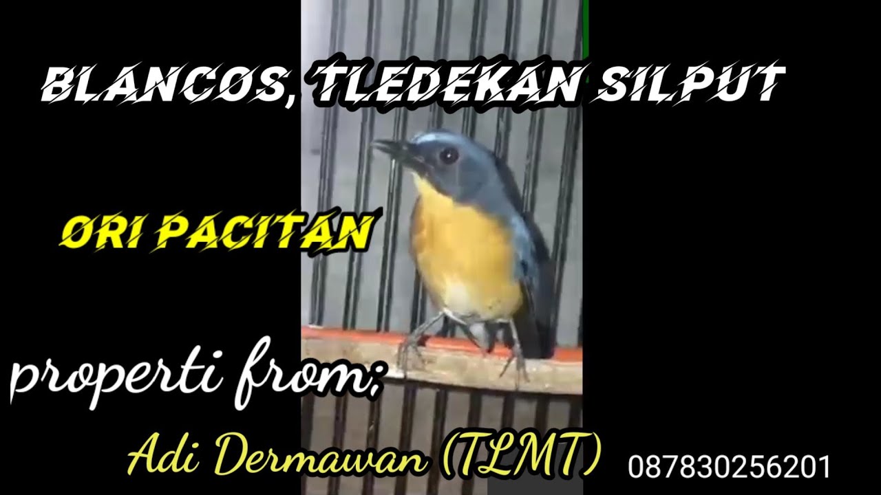 tledekan gunung lokal pacitan#blancos tledekan gunung silit putih (TMLT ...
