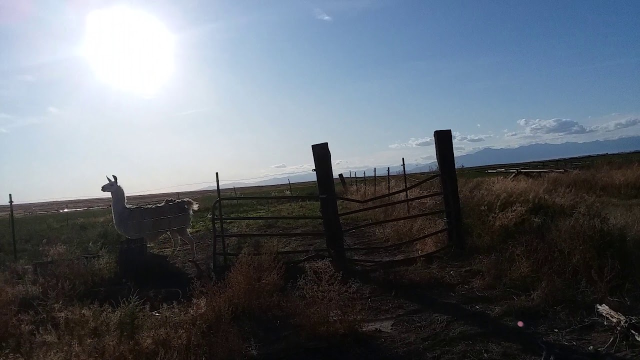 Llama Laughing - YouTube