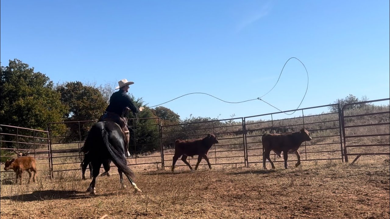 Fall Works // Roping Calves // Day Work - YouTube