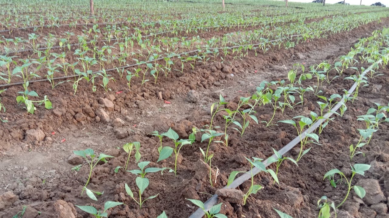 Chilli Transplantation - YouTube