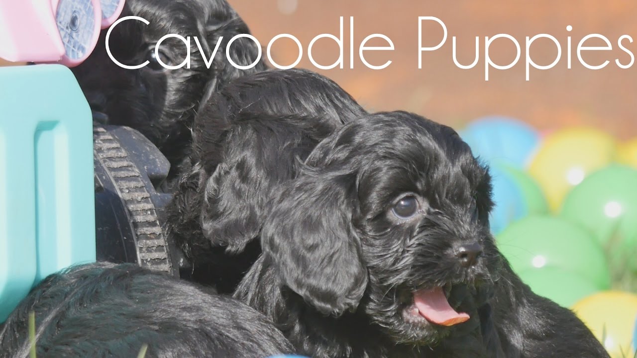 Black Cavoodle puppies on the lawn - YouTube