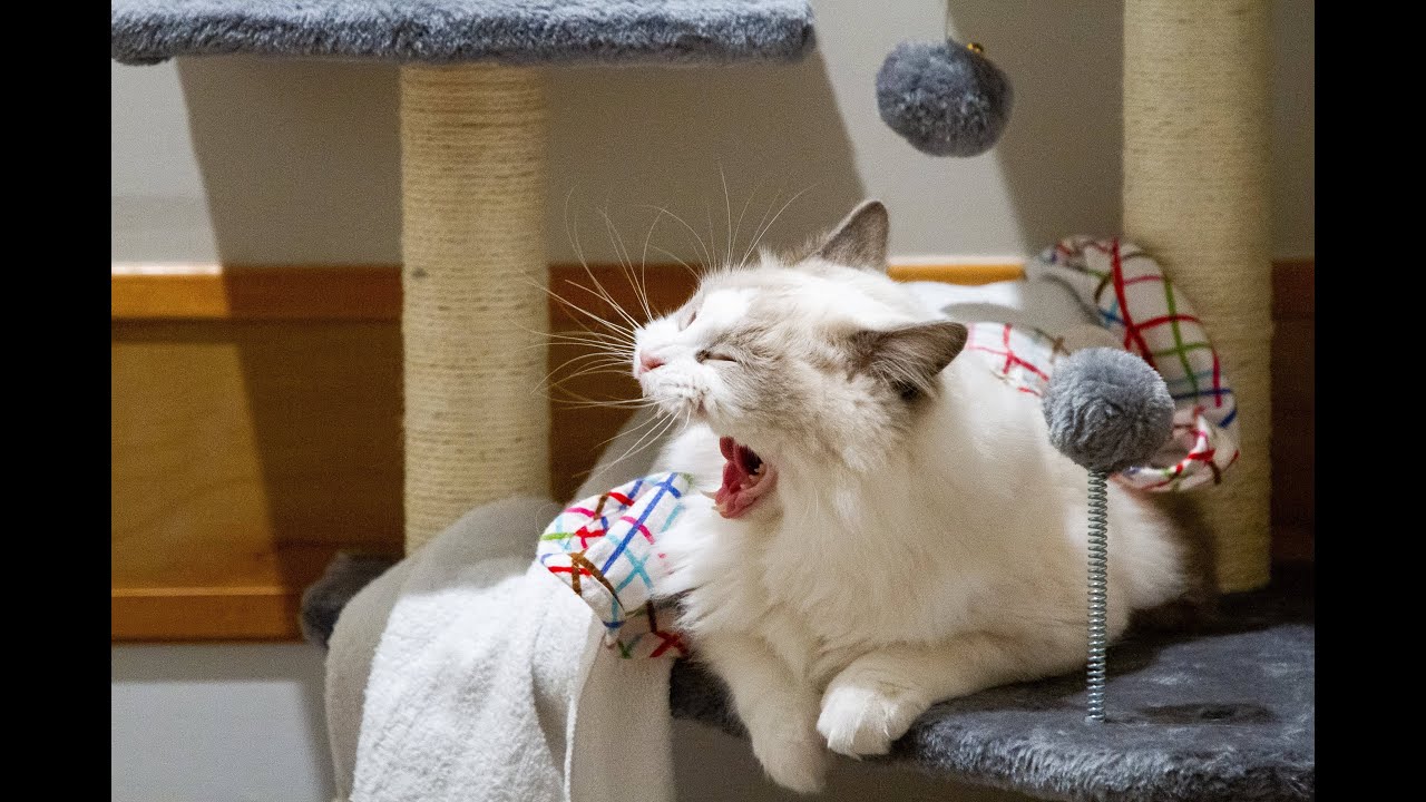 Nikko Cat acts like a Godzilla(Photo SlideShow) - YouTube