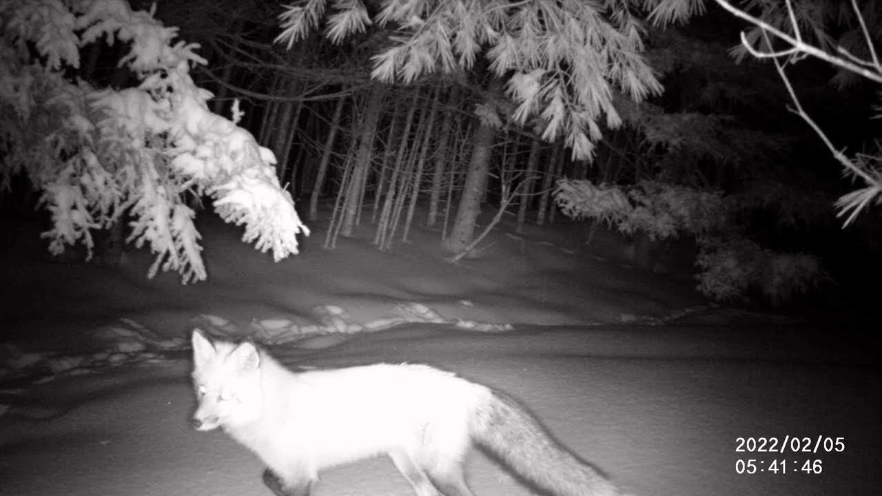 Red Fox - Hunting, Caching & Pooping - Trail Cam Video - Eastern Canada ...