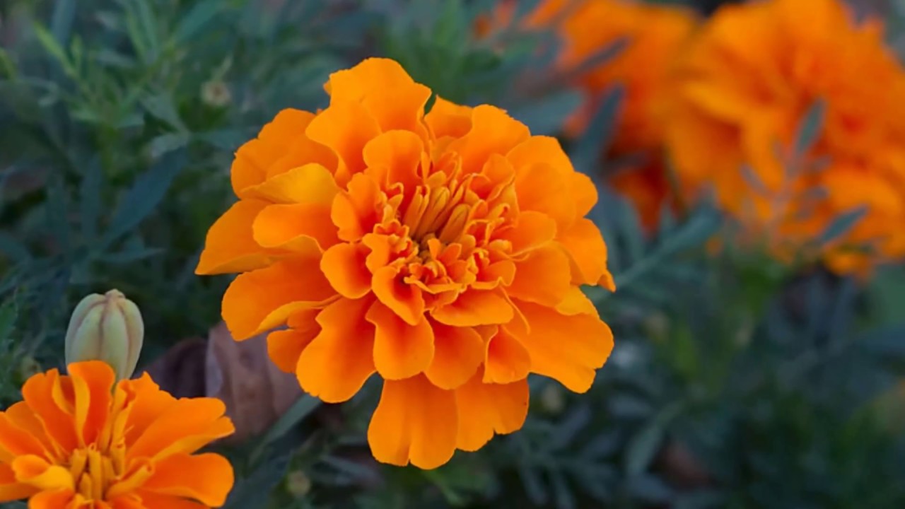 Billy Mayerl 'Marigold' - Richard Rodney Bennett, piano Chords - Chordify