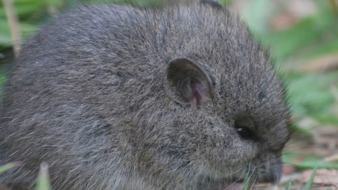 Native rare rodent rediscovered in Victoria - YouTube