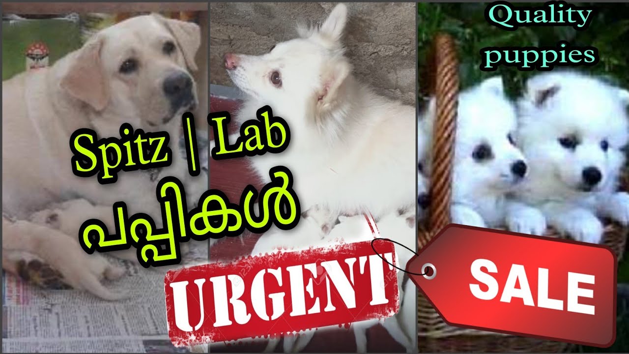 Spitz and Labrador puppies available in low price🔥🔥 | PETS POINT - YouTube