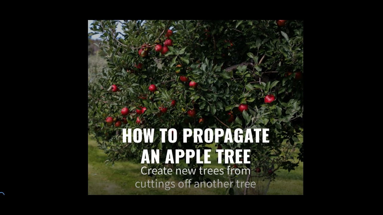 How to Propagate an Apple Tree - YouTube