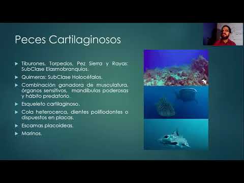 Peces Cartilaginosos - YouTube