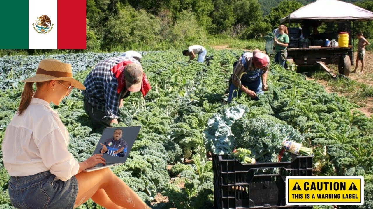 What Kind of Jobs are Availble to Foreigners in Mexico? 🇲🇽 Other than ...