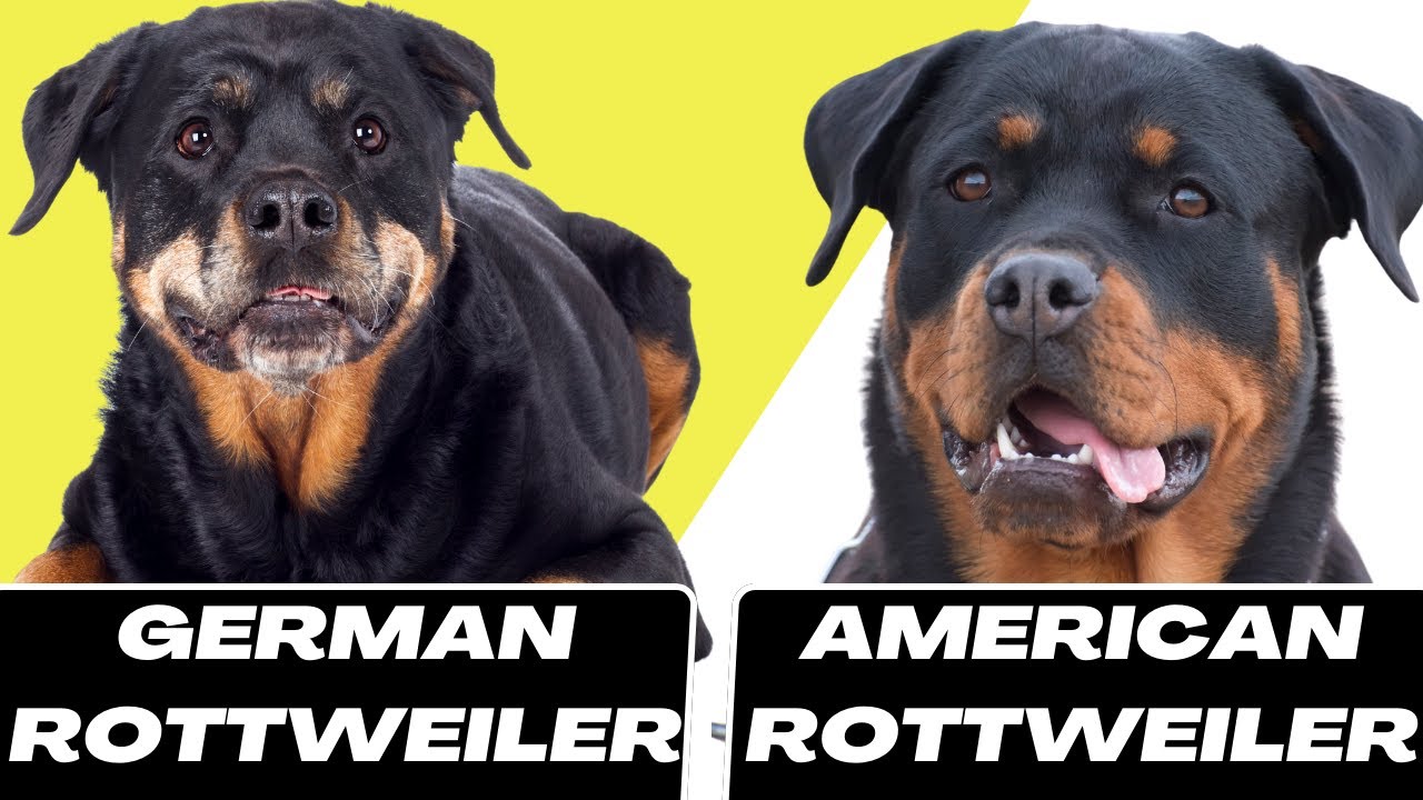 German Rottweiler vs American Rottweiler - YouTube