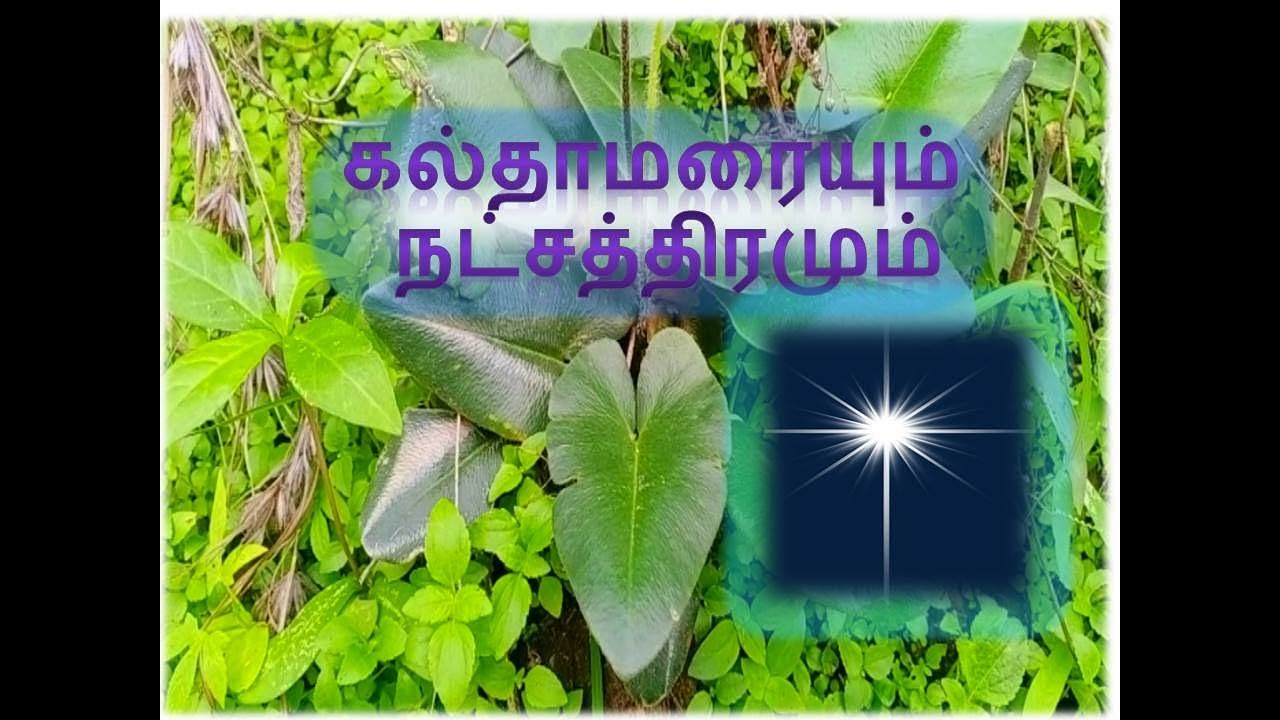 KAL THAMARAI/கல்தாமரையும் நட்சத்திரமும் - YouTube