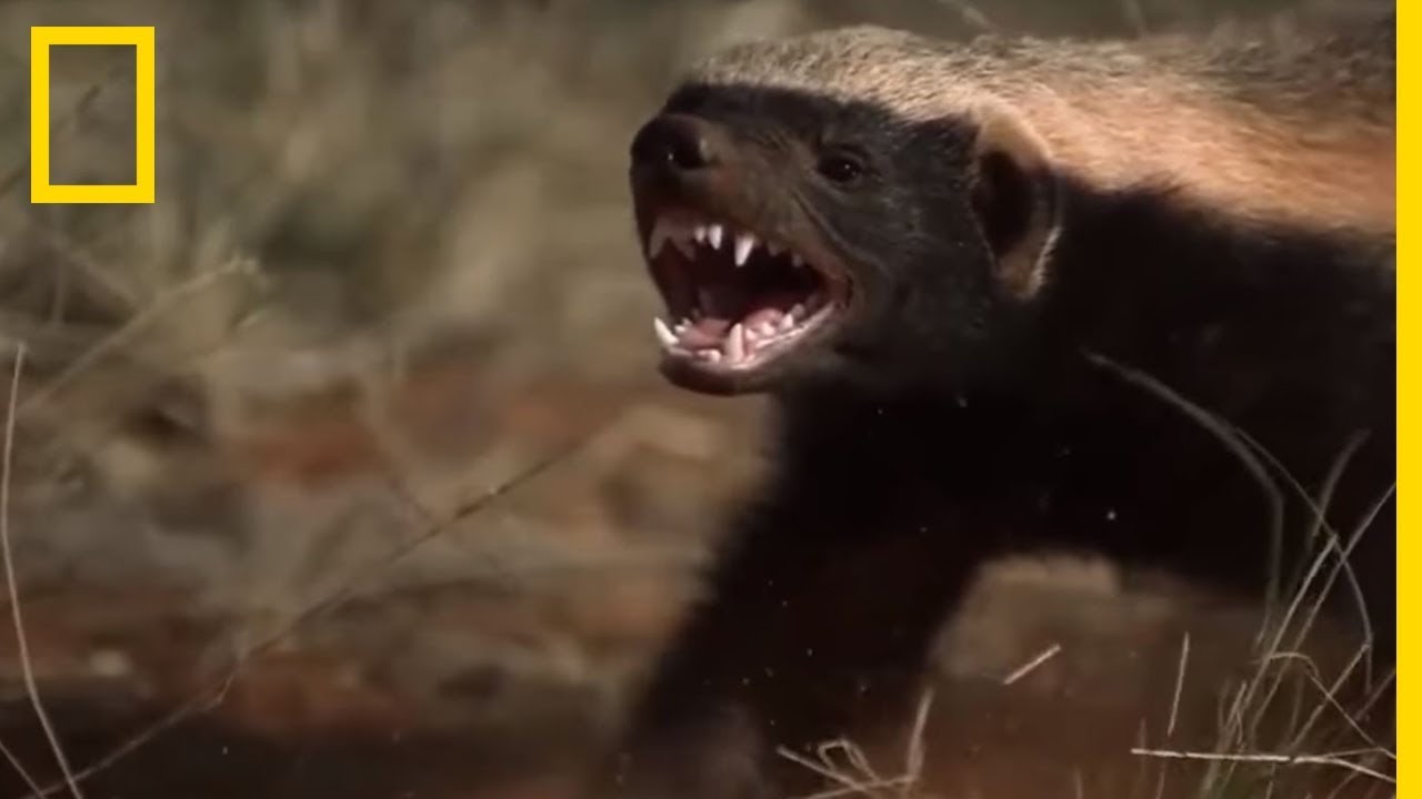 Le ratel attaque des lions et lycaons - YouTube