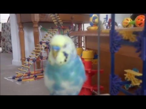Mango's incessant talking & chattering - YouTube