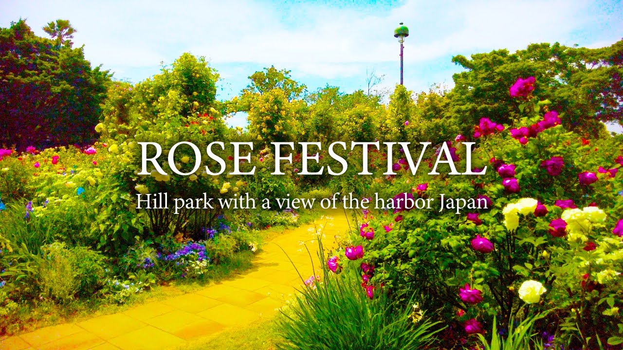 ROSE FESTIVAL 2023 YOKOHAMA ROSE WEEK at Hill park with a view of the ...