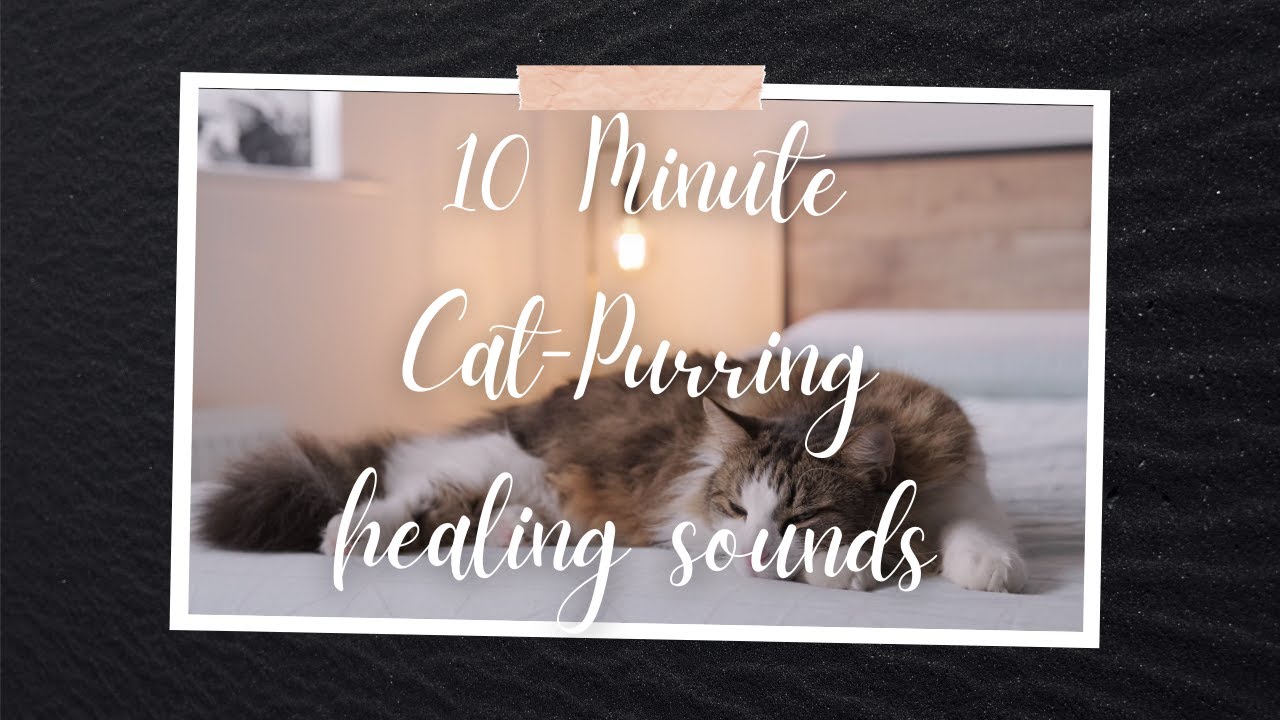 10 Minute cat purring sounds for relax, calm, heals swelling, bone ...