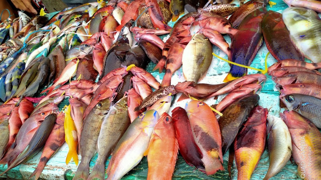 COLORFUL FRESH FISH AT ZAMBOANGA CITY/ PHILIPPINES FISH MARKET - YouTube