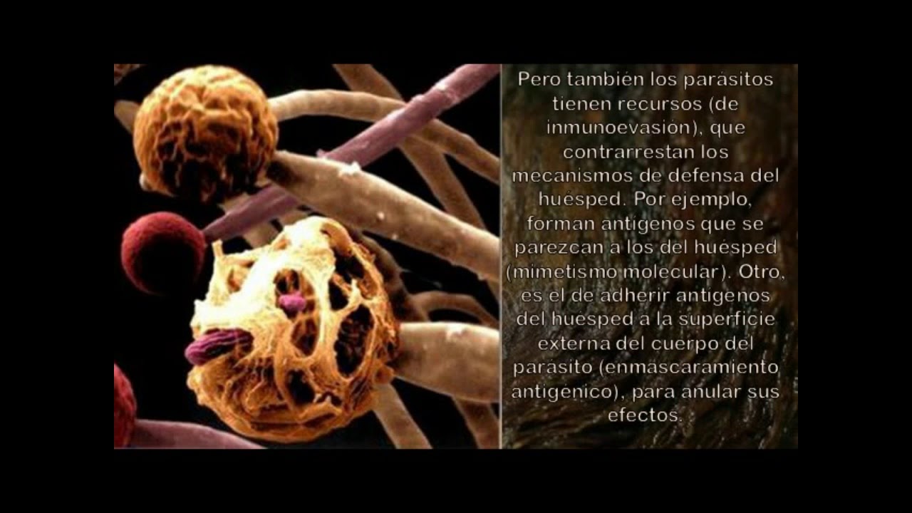 LOS PARASITOS - (BIOLOGIA). - YouTube