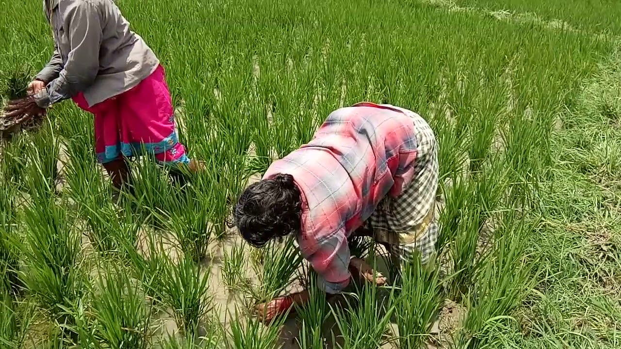 Singing while weeding in paddy field - YouTube