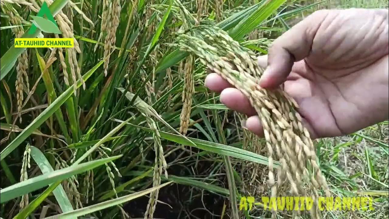 Perkembangan Padi Oplosan tiga varietas Inpari 32+Ciherang+Way Buru Apo - YouTube