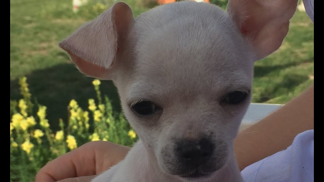 Lujzi (mini csivava) fürdetés, játék - Mini Chihuahua - YouTube