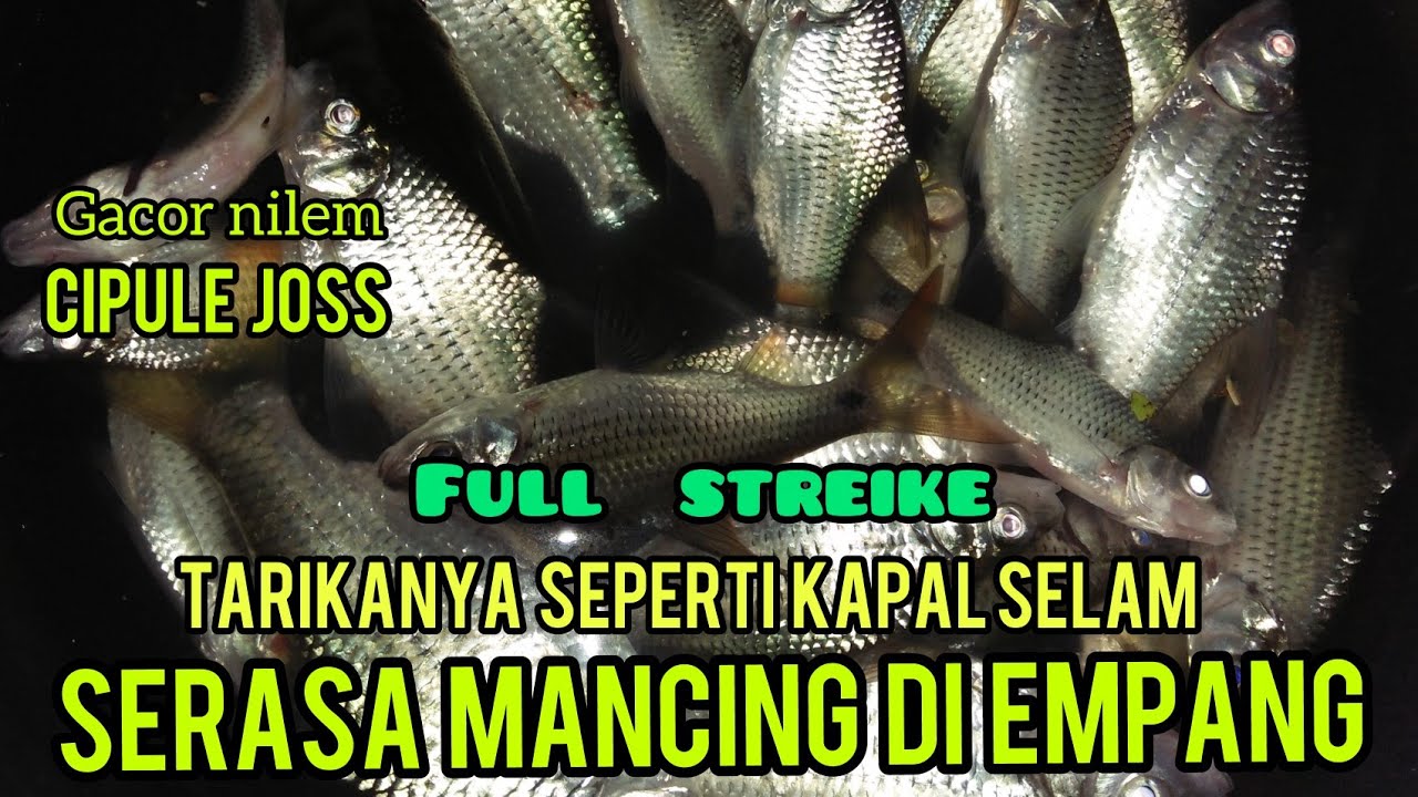 Full Streike..!!mancing nilem di Danau Cipule || Full Streike ...