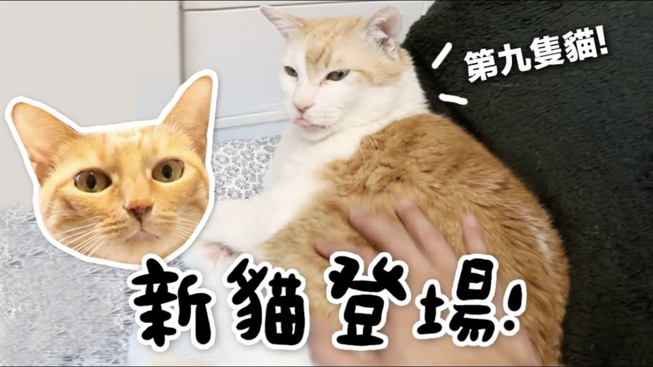 【黃阿瑪的後宮生活】新貓登場!後宮第九隻貓! Youtube