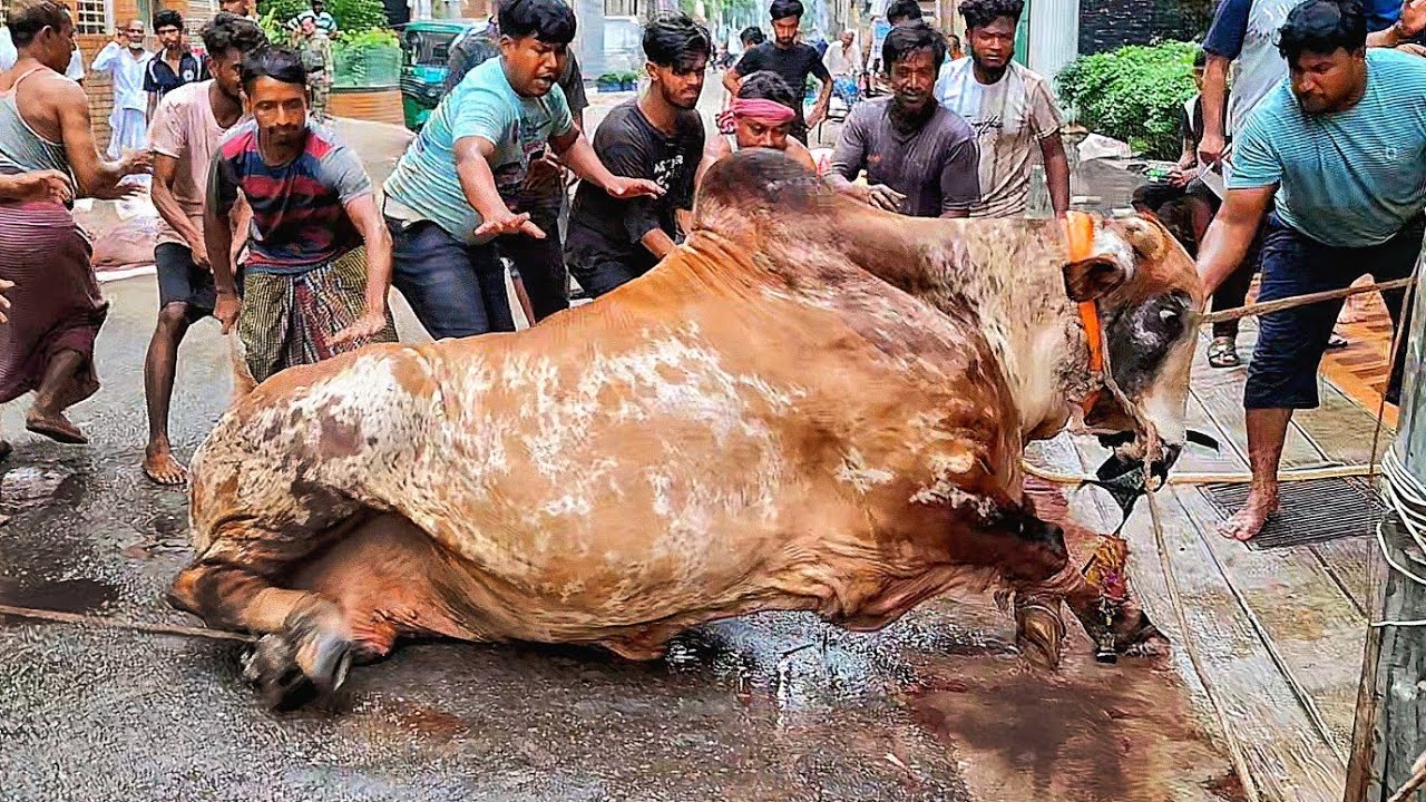 Beautiful Pakhra Bull Grounding In Puran Dhaka • Eid Ul Adaha • দেখার ...