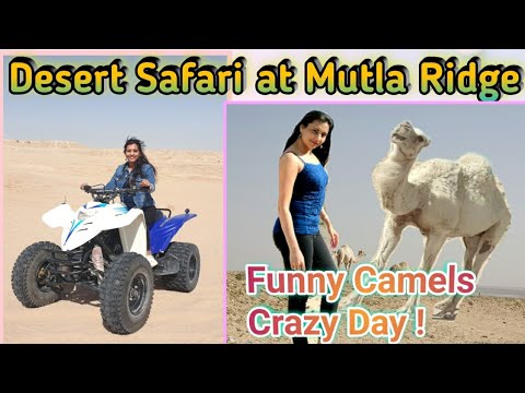 Desert Safari in Kuwait | Buggy Ride | Camel Ride | Desert Camping at ...