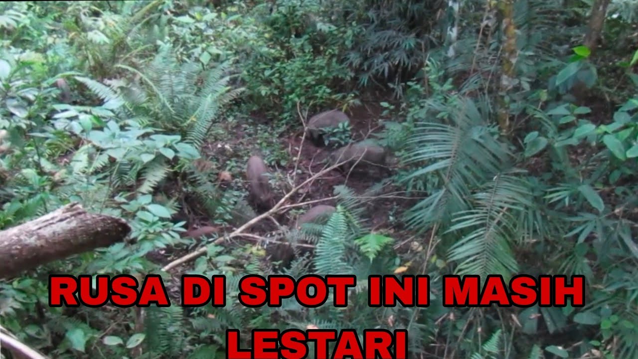 RUSA DAN KIJANG DI SPOT INI INSYA ALLAH AMAN DAN LESTARI. (NYANGGONG ...