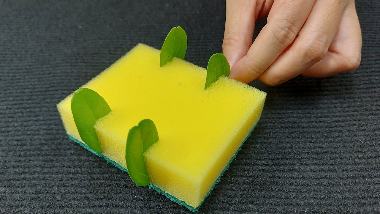 155 Awesome Sponge Hacks And Home Hacks You Had No Idea About - YouTube