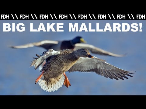 Duck Hunting 2017: Now You're Thinking Like Dan
