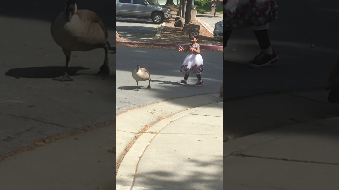 Chasing ducks - YouTube