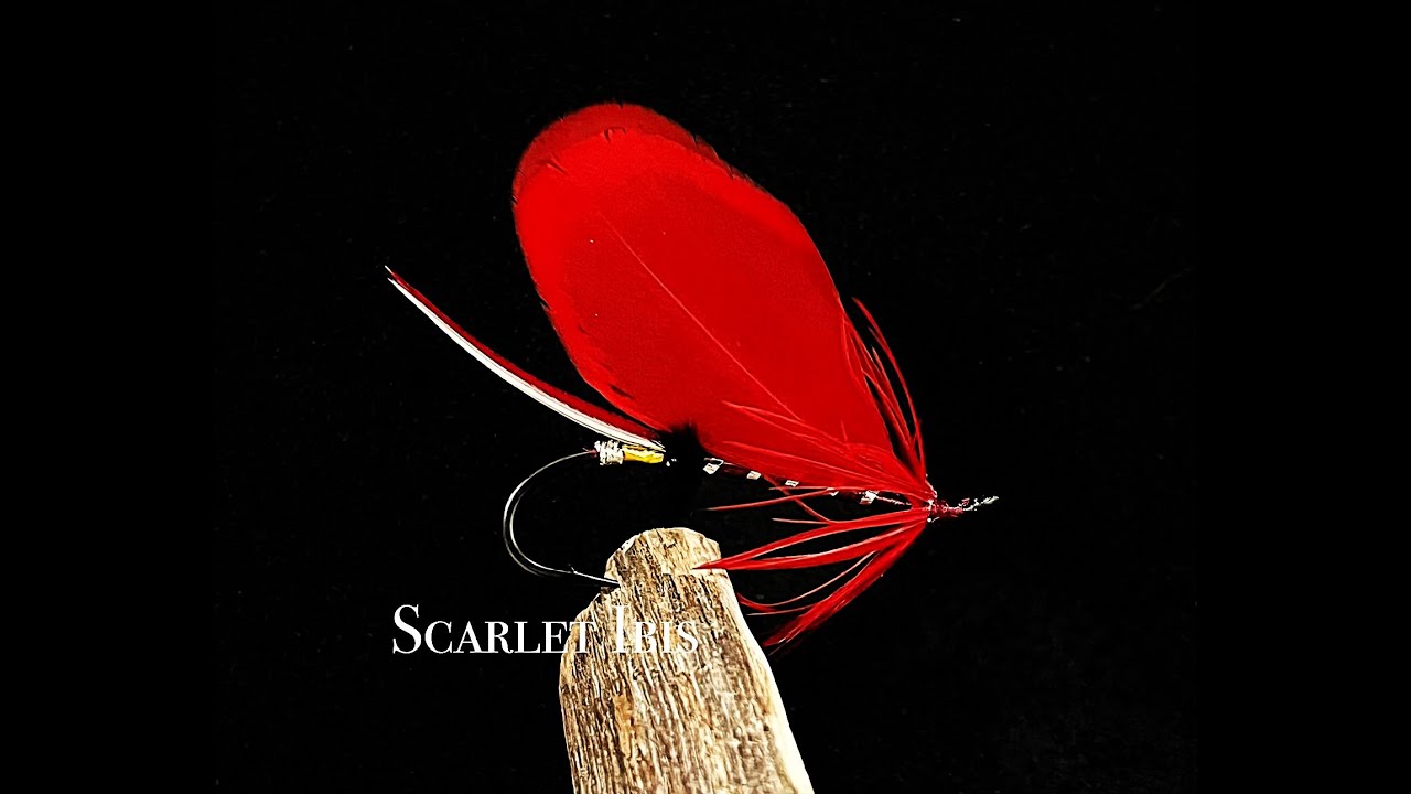 Scarlet Ibis (Bass Fly) - Mary Orvis Marbury Favorite Flies & Their ...