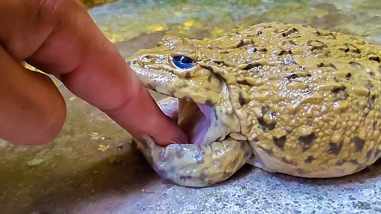 Amazing!! Funny Bullfrog With My Fingers! Cute Frog Sound - YouTube
